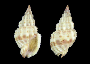 蛾螺总科 Buccinacea 蓝色动物学（中国动物学科普）